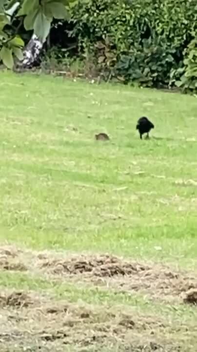 Rat Successfully Escapes Two Crows Attacking it | Jukin Licensing