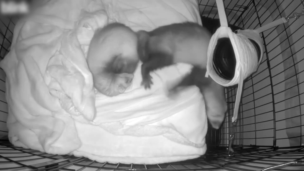 Ferret Falls off Bed While Sleeping | Jukin Licensing