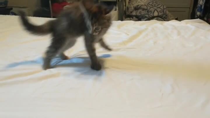 Kitten Tries to Intimidate Older Cat With Her Hilarious Crab Dance ...
