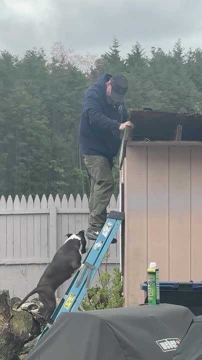 American Staffordshire Terrier Climbs Ladder to Join Her Owner's Dad ...