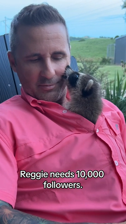 Raccoon Snuggles Under Man's Shirt and Pokes Head Out to Nibble at His ...