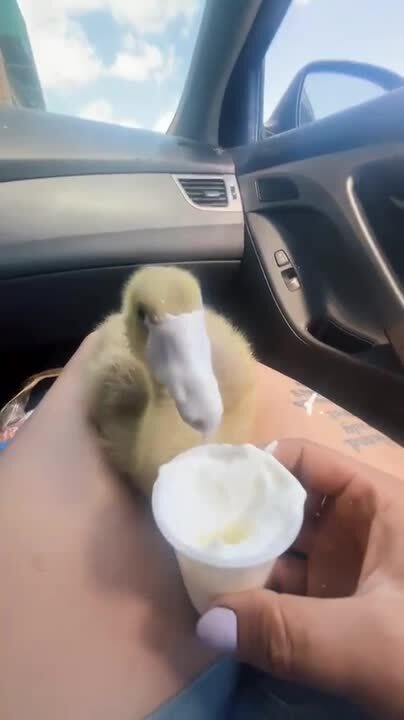 Baby Goose Dips Face Into Cream Cup | Jukin Licensing