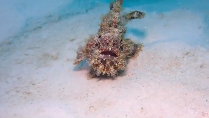 Peculiar Marine Creature Moves Across Coral Reef in Kamakura, Japan ...
