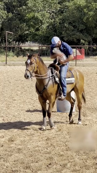 Jack Russell Hops Into Man's Arms to Ride on Horseback | Jukin Licensing