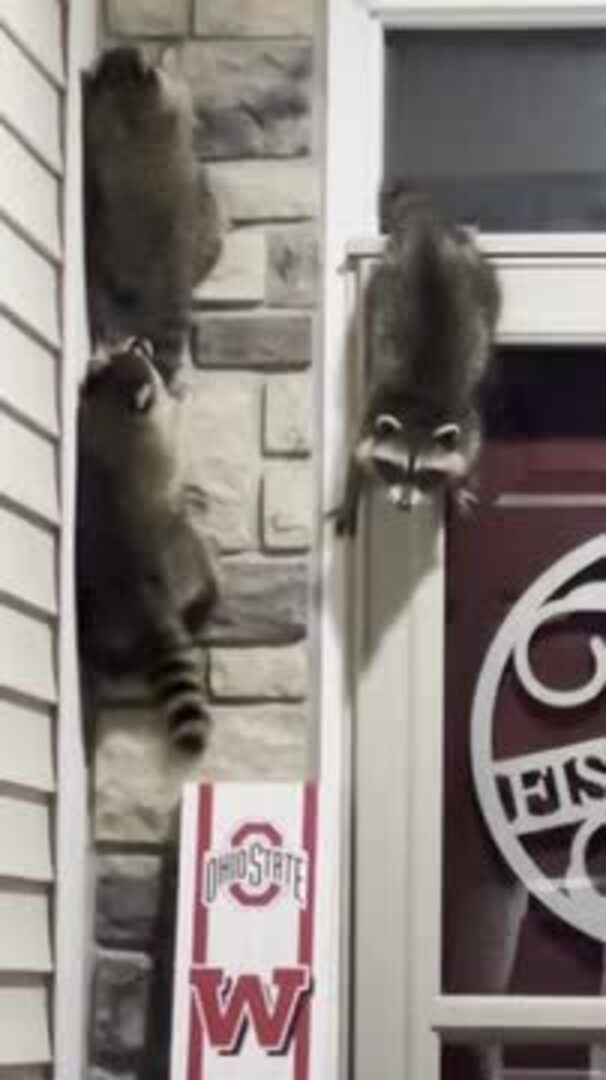 Three Raccoons Climb up Home's Front Door in Search of Food | Jukin ...