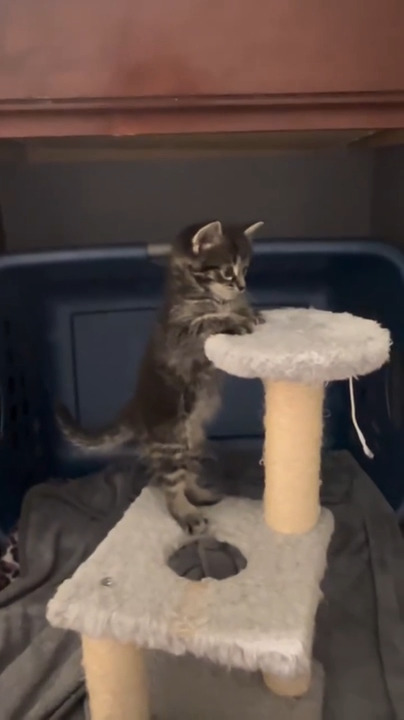 Foster Kitten Falls off Cat Tree While Trying to Reach Upward | Jukin ...