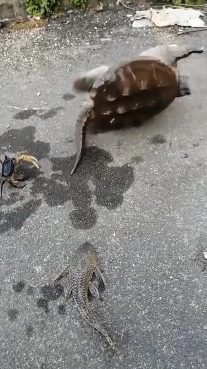 Trembling Turtle Rolls Over in Fear as Small Crab Touches it | Jukin ...