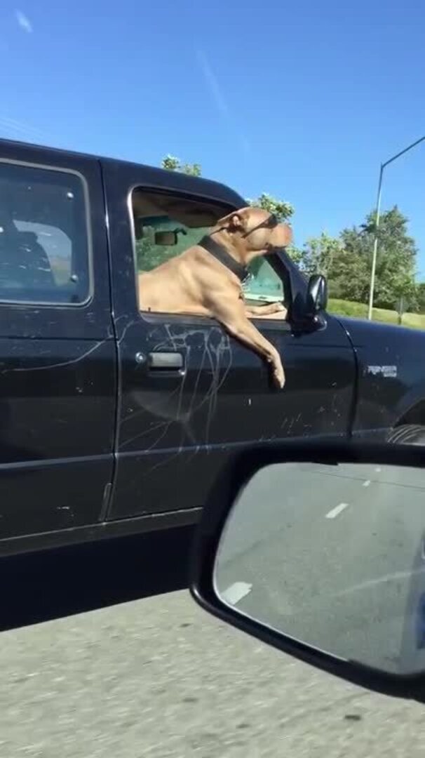 Passerby is Surprised to See Cool Dog Riding in Car With Sunglasses on ...