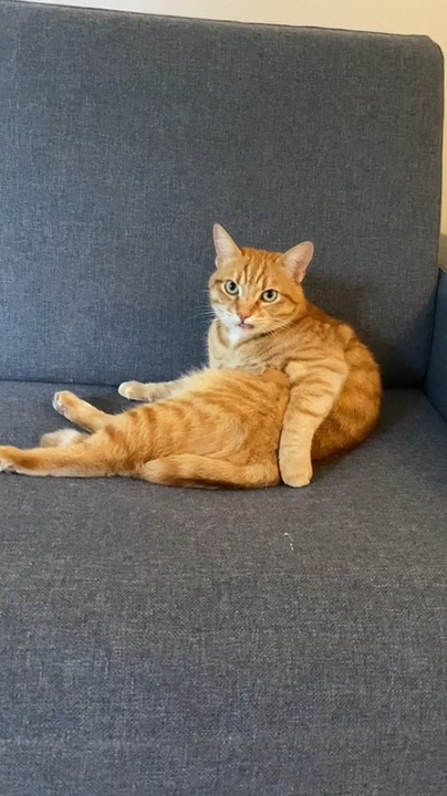 Neighbor Cat Scratches Door to Get Into Couple's New Apartment | Jukin ...