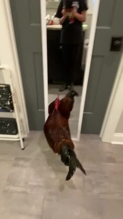 Confused Rooster Keeps Staring at His Own Reflection in Mirror | Jukin ...