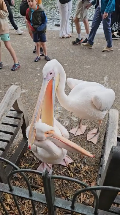 Pelican Tries to Bite Head off Other Pelican | Jukin Licensing