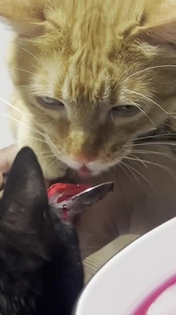 Cat Eats Jelly From Woman's Spoon | Jukin Licensing