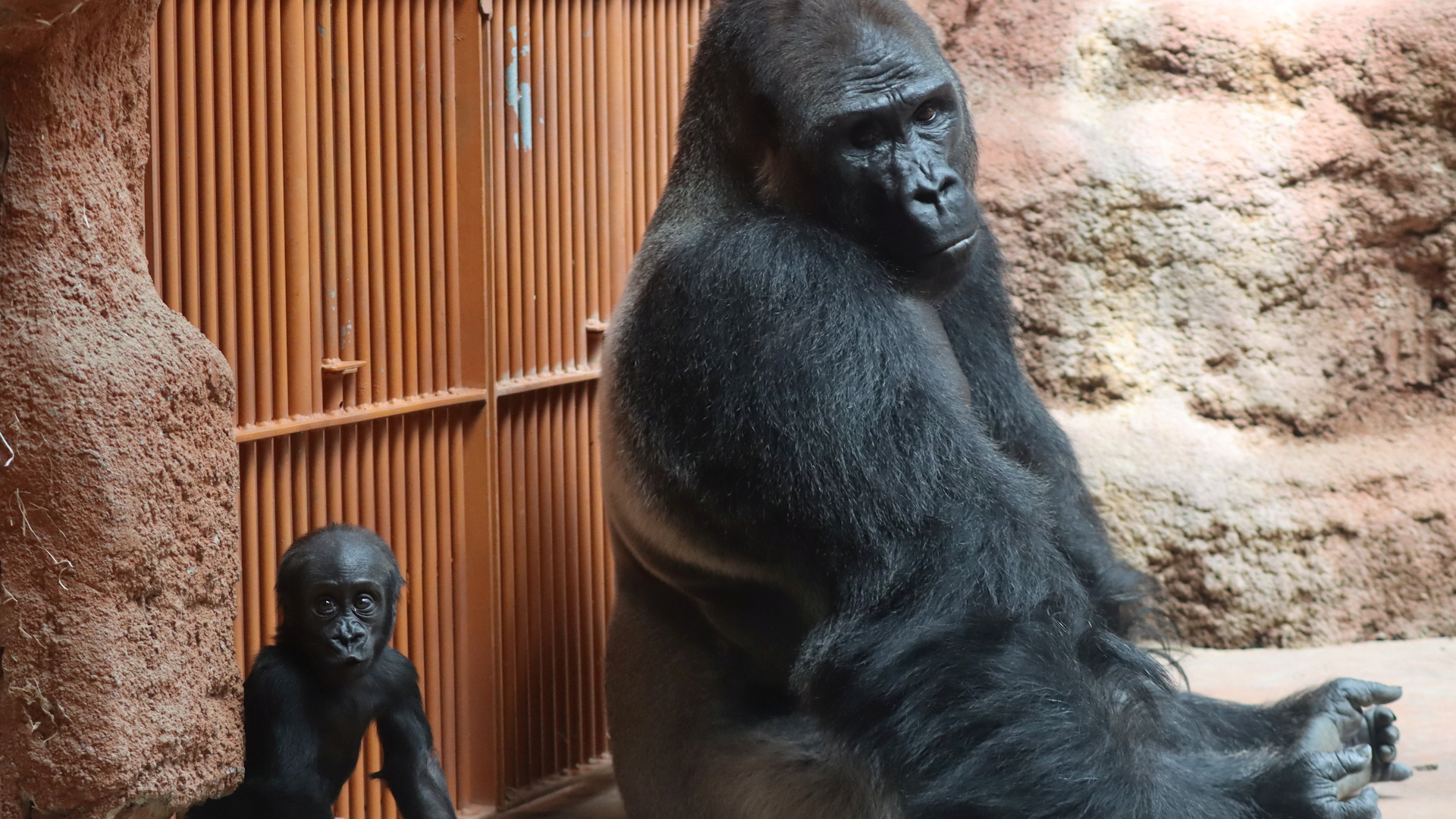 Baby Gorilla Takes Her First Step at Prague Zoo, Czech Republic | Jukin Licensing