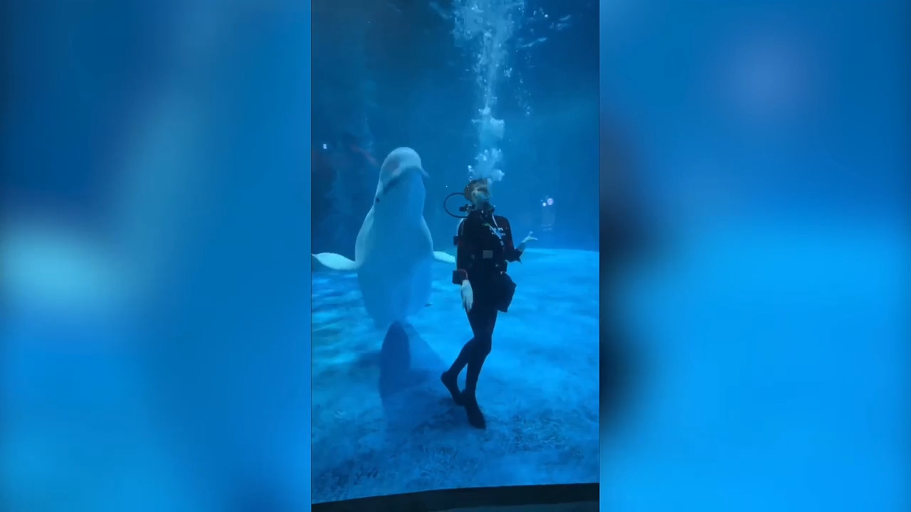 Beluga Whale Performs Underwater Dance With Trainer | Jukin Licensing
