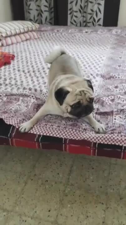 Pug Gets Zoomies Attack | Jukin Licensing
