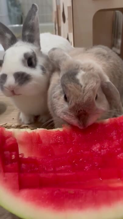 Adorable Bunnies Devour Watermelon | Jukin Licensing