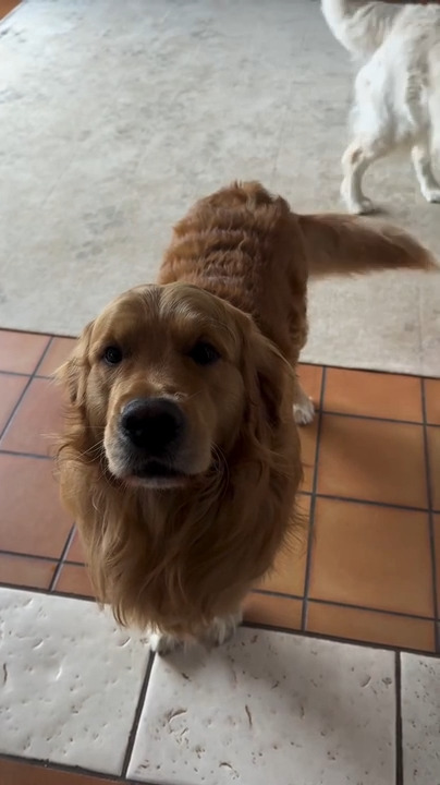 Dogs Engage in Cute Banter Grabbing Each Other's Stuffed Animals ...
