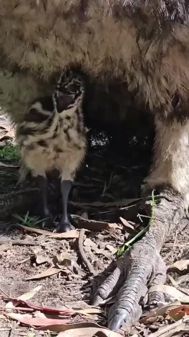 Baby Emu Peeks Out While Hiding Underneath Mama | Jukin Licensing