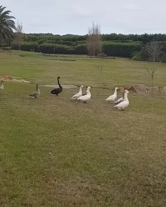 Gaggle of Geese Synchronously Land in Pond | Jukin Licensing