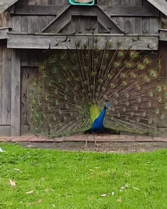 Peacock Performs Magnificent Mating Ritual to Impress Peahen | Jukin ...