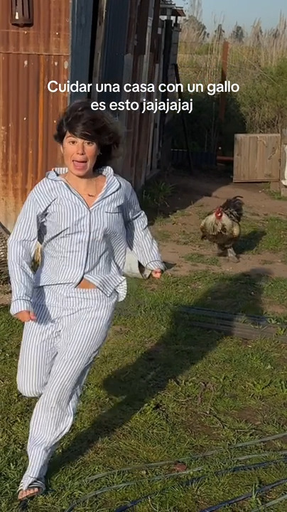 Woman Screams and Runs Inside House as Rooster Chases Her | Jukin Licensing