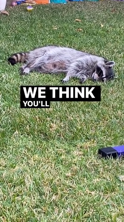 Raccoon Walks Groggily After Passing Out From Eating Weed-Infused ...