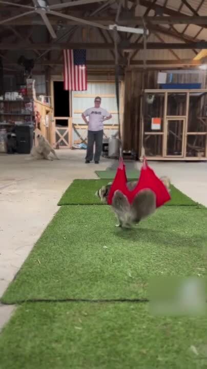 Raccoon Enjoys Aerobics Class With Bungee Harness | Jukin Licensing