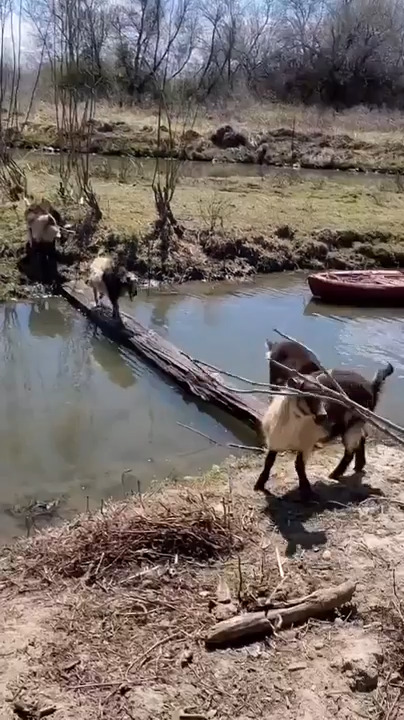 Man Helps Rescue Goats Stuck on Island With Makeshift Bridge | Jukin ...