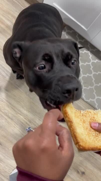 Pitbull Mix Dog Eats Whole Sandwich When Woman Offered Bite | Jukin ...