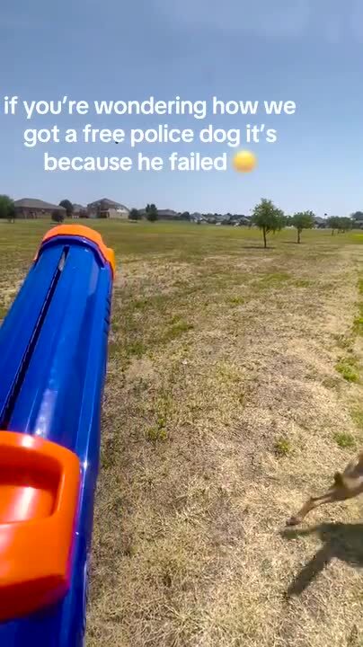 German Shepherd Gets Scared of Ball Launcher and Walks Away | Jukin ...