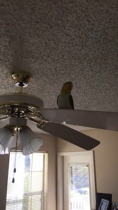 Goofy Parrot Takes Ride on Ceiling Fan | Jukin Licensing