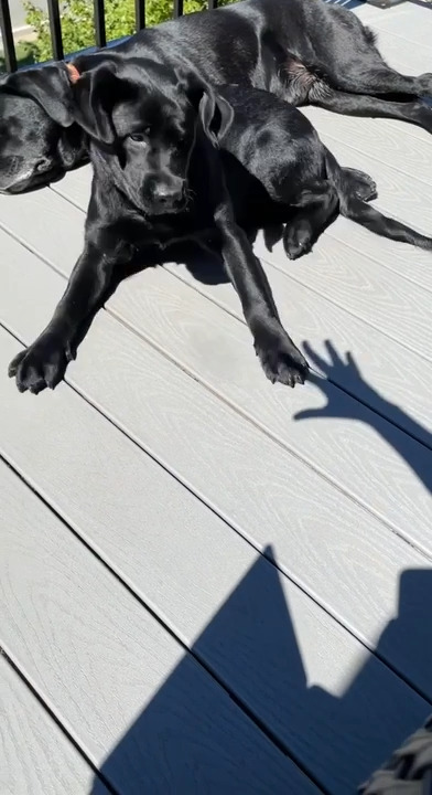 Labrador Puppy Gets Scared by Shadow of Hand | Jukin Licensing