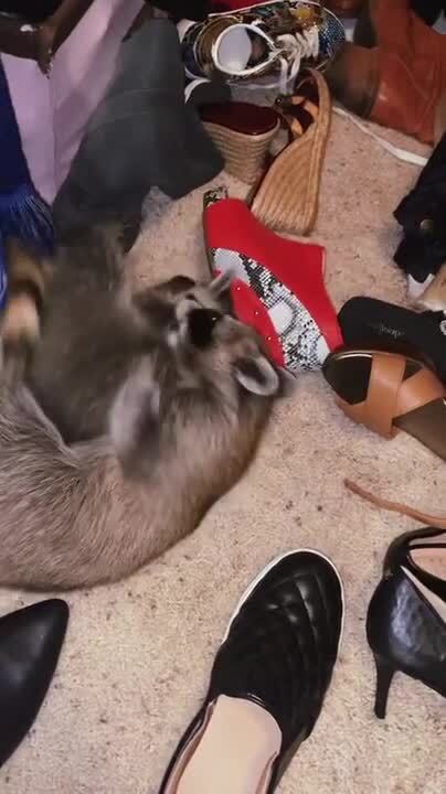 Two Raccoons Fight Each Other to Climb Inside Box | Jukin Licensing