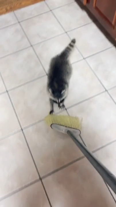 Raccoon Playfully Wrestles With Broom | Jukin Licensing