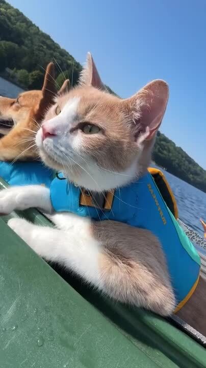 Cat Enjoys Kayaking With Corgis | Jukin Licensing