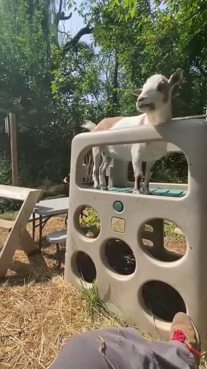 Goats Gets Excited to Hear Their Human's Voice | Jukin Licensing