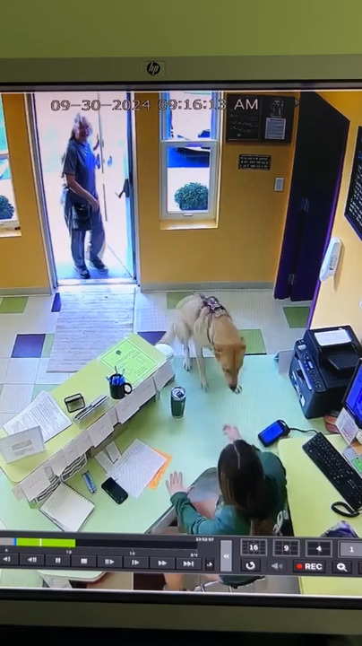 Dog Excitedly Jumps Onto Counter to Greet Receptionist at Daycare ...