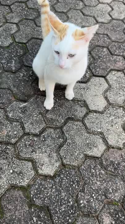 Cat Hits Person's Hand as They Greet Him | Jukin Licensing