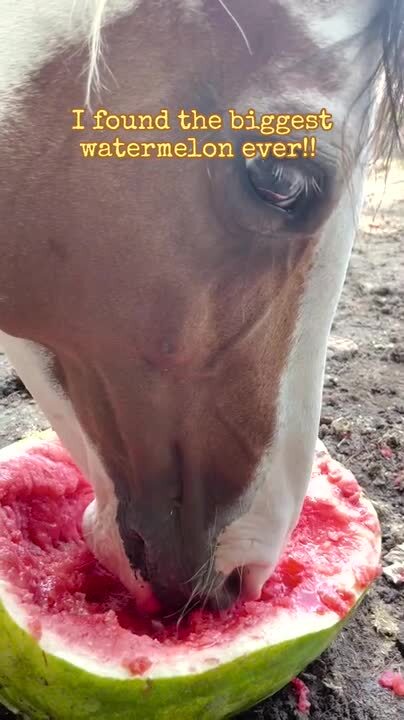 Person Drops Huge Watermelon For Horses to Devour | Jukin Licensing