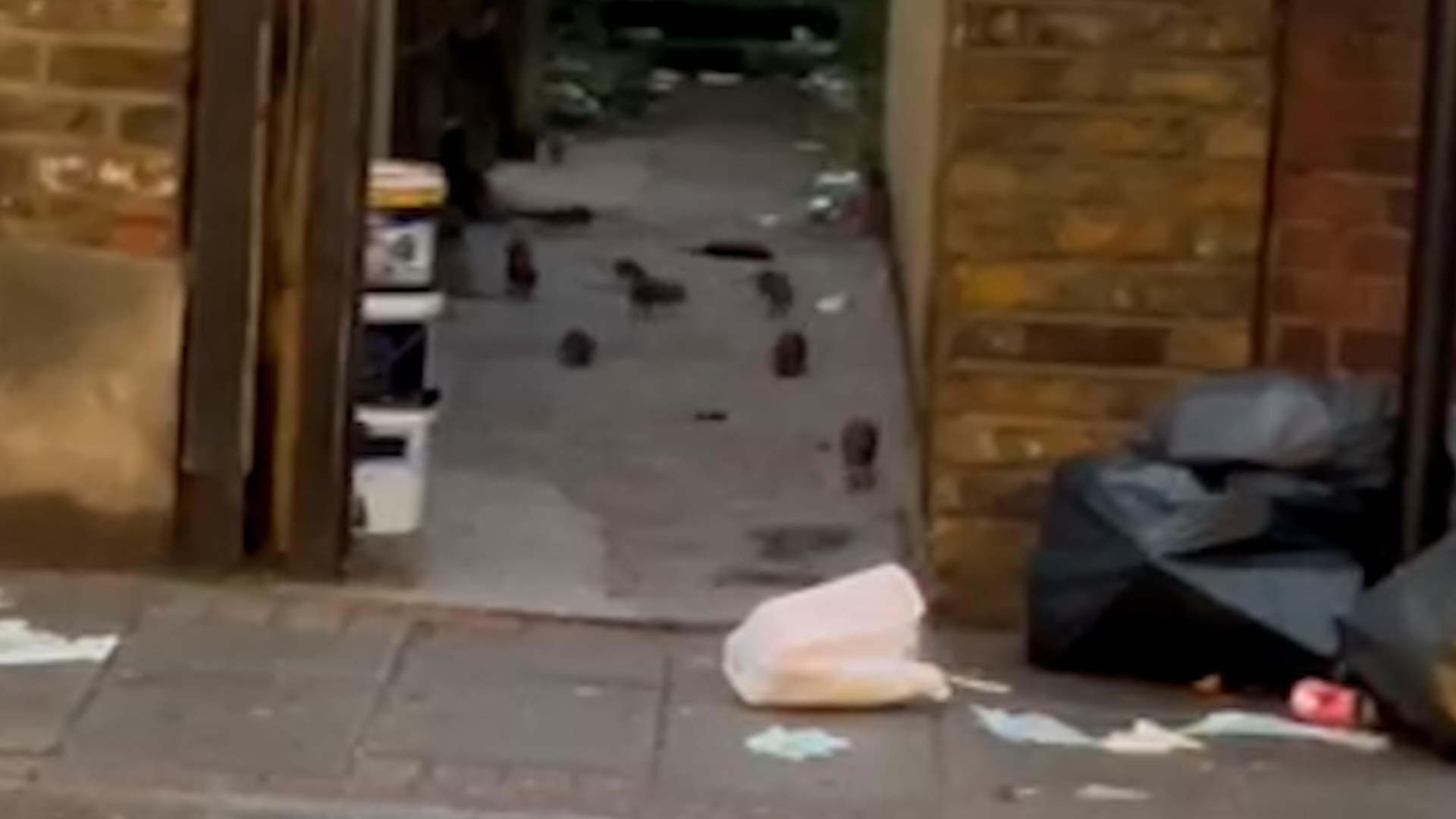 Mum Spots Heavy Rat Infestation on Streets During School Run | Jukin ...