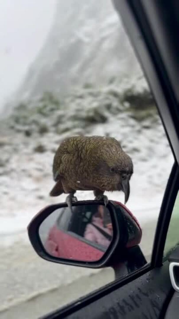 Kea Refuses to Get Off of Car's Side Mirror | Jukin Licensing
