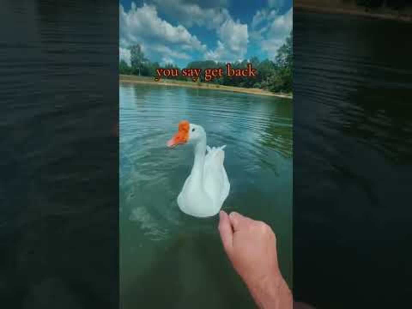 Man Demonstrates Goose Attack 101 And Shares Tactics to Protect Oneself ...