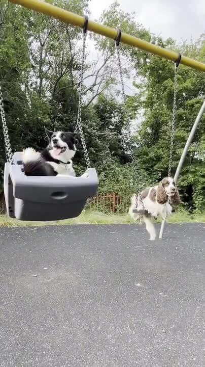Dogs Enjoy Swinging on Swing | Jukin Licensing
