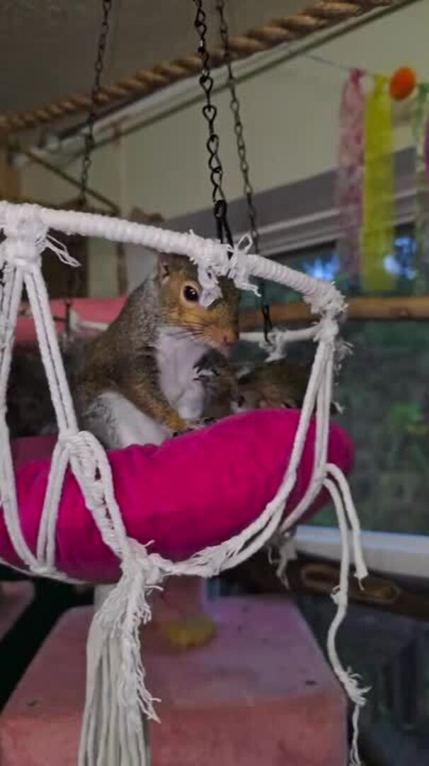 Two Squirrels Play With Each Other | Jukin Licensing