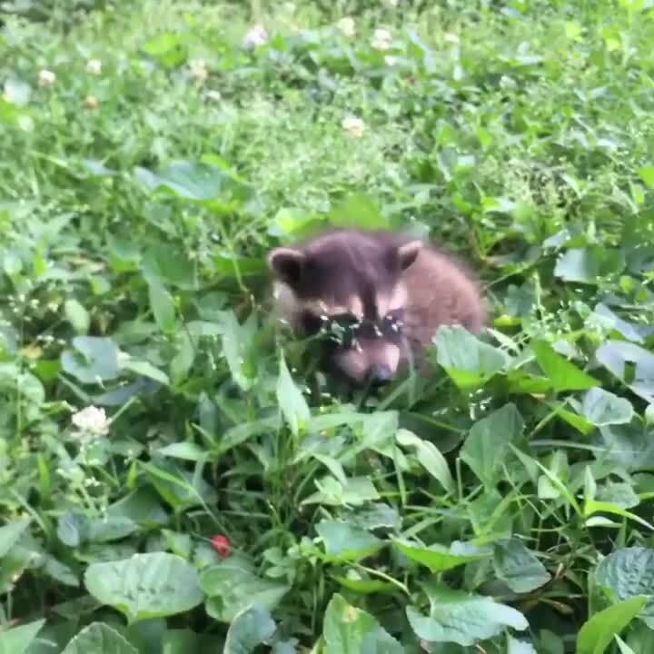 Adorable Little Baby Raccoon Chills in Blanket | Jukin Licensing