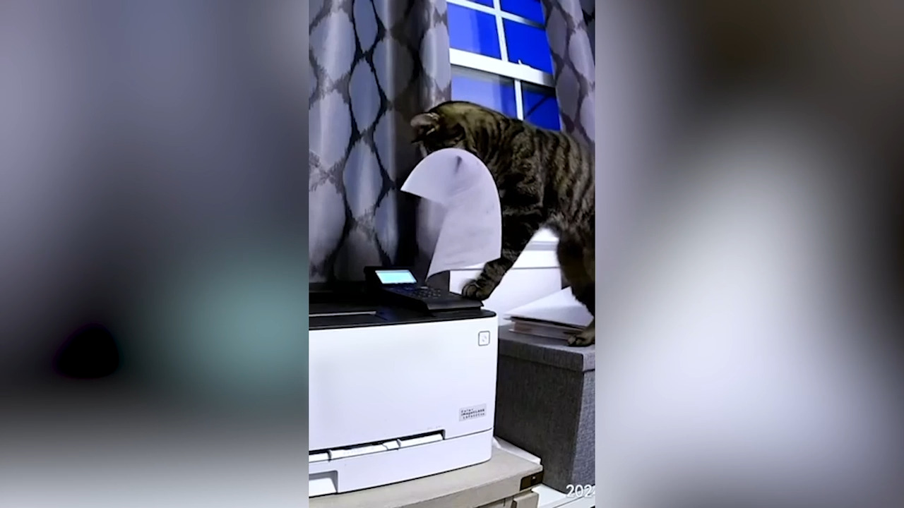 Cat Fetches Paper From Printer for Owner | Jukin Licensing