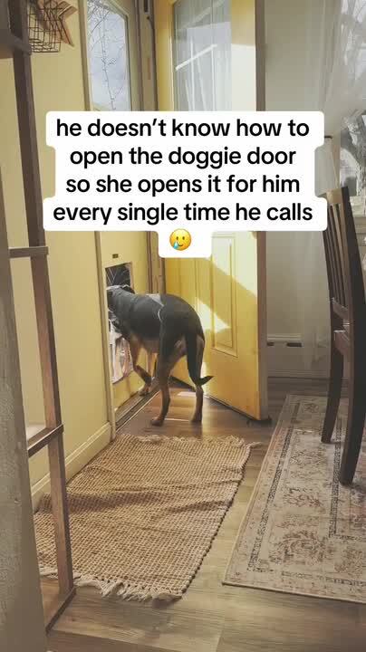 Dog Climbs Pool Ladder to Swim | Jukin Licensing