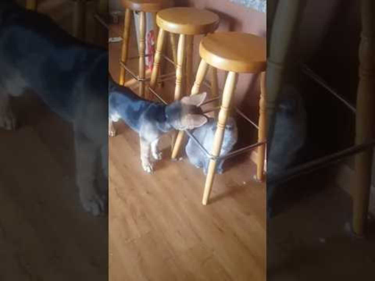 Siamese Cat Slaps German Shepherd Puppy for Getting Too Close | Jukin ...