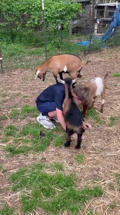 Baby Goats Jumping on Boy's Back | Jukin Licensing