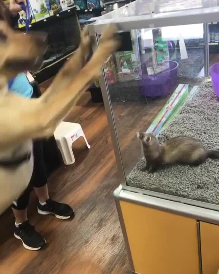 Labrador Gets Excited to Meet Ferret Inside Tank at Pet Store | Jukin ...
